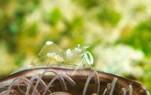 Ghost Shrimp Facts: Some Excellent Caring Tips (Should Know)