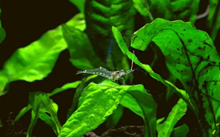 Pregnant Ghost Shrimp Stages: (5 Successful Breeding Tips)