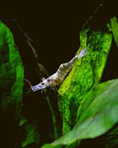Ghost Shrimp Parasites: 3 Quick Fixes for Horsehair Worms!