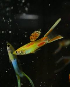 Lyretail Guppies 101: Some Excellent Tips (You Can't-Miss!)