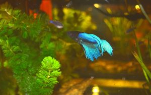 Maintaining The Ideal Ph for Betta Fish Aquarium (Solved!)