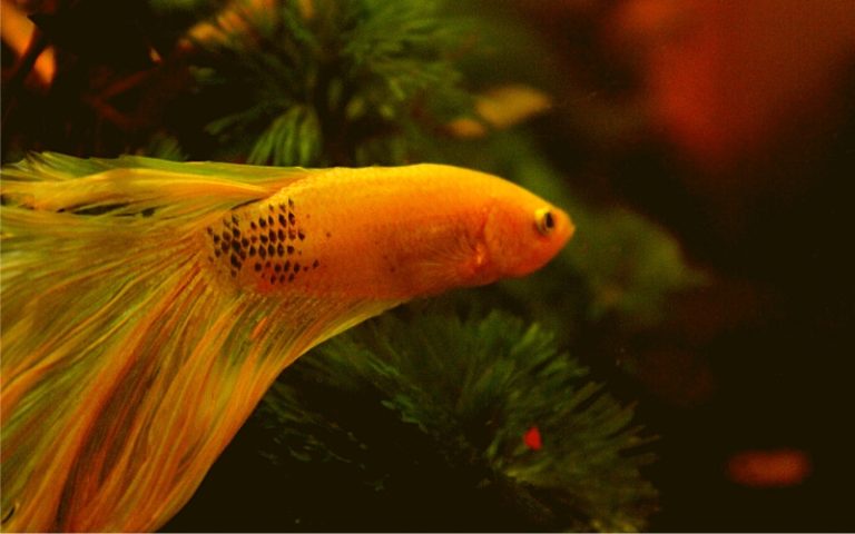 The Ideal Betta Fish Water Temperature: (One Secret Digit!)