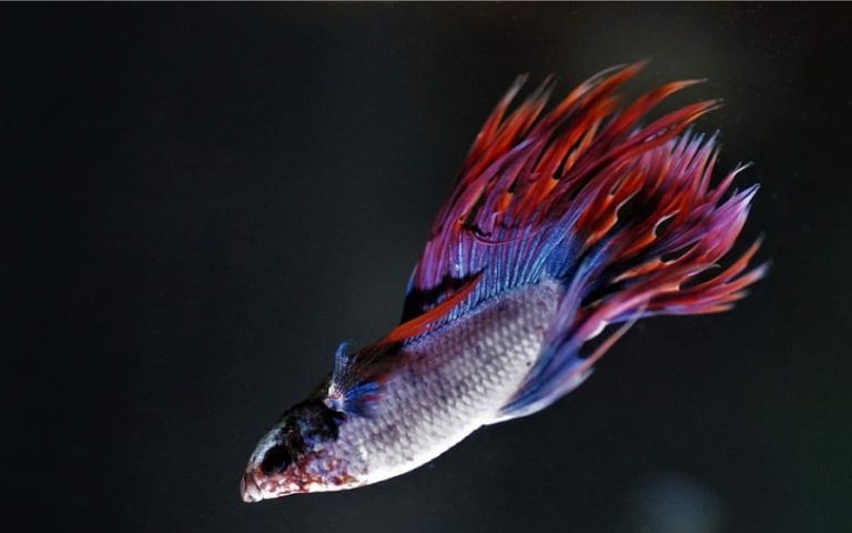 Can a Filter Kill a Betta Fish? (Uncover the Shocking Truth)