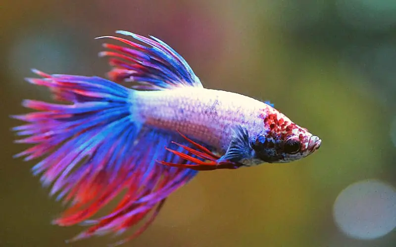 Betta Ich or Fungus: 7 Signs Your Fish Might Be in Trouble!