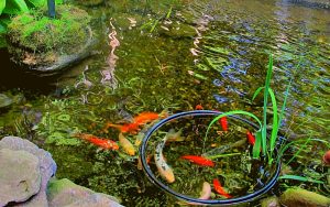 How to Make Stunning Goldfish Ponds in (3 Simple Steps!)