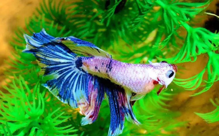Overfeed Betta Fish 101: Recognizing Symptoms and Quick Fix