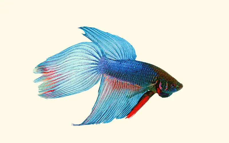 Do Betta Fish Sleep at the Bottom of Tank? (Tips to Help)