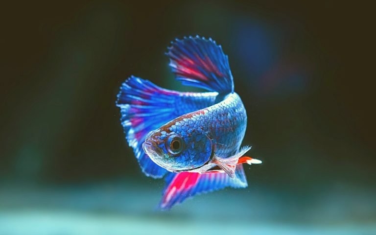 Betta Fish Columnaris: Symptoms, Treatment, and Prevention!