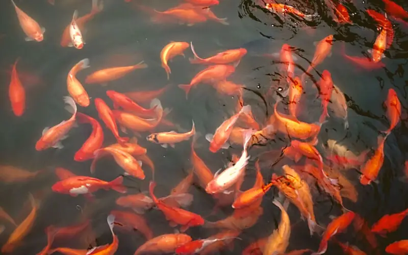 Goldfish Breeding Pond: 7 Essential Tips for a Stunning Pond