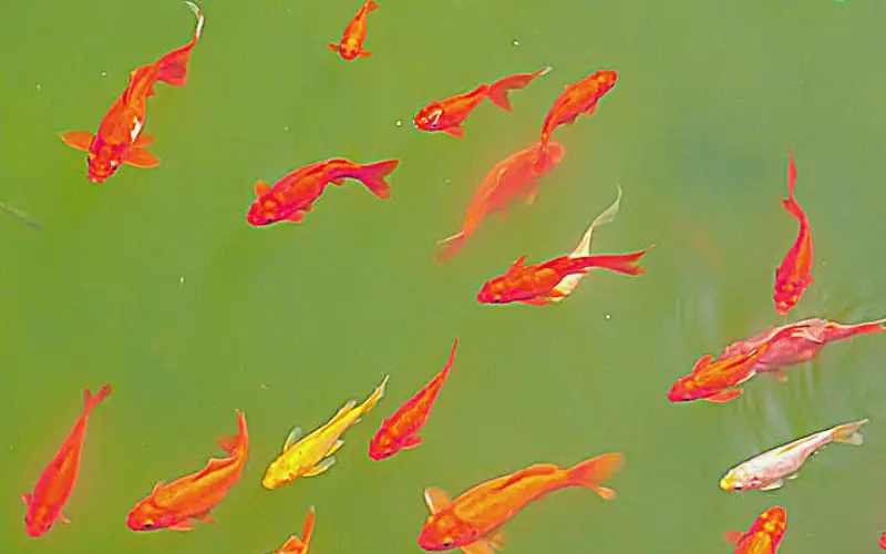 5 Surefire Goldfish Breeding Signs You Need to Know!