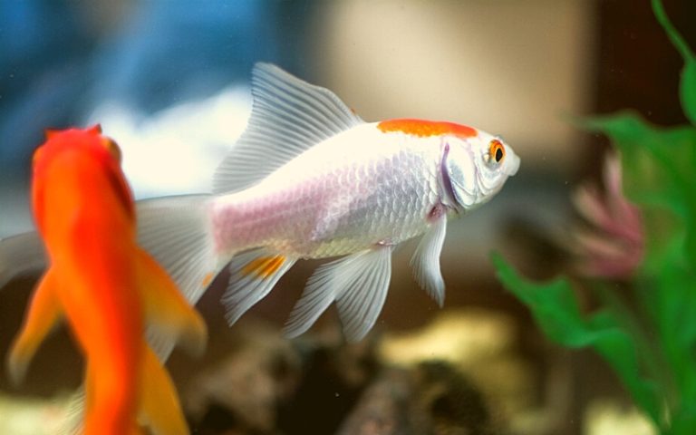 How Many Goldfish in a 5 Gallon Tank: (The Golden Rule)