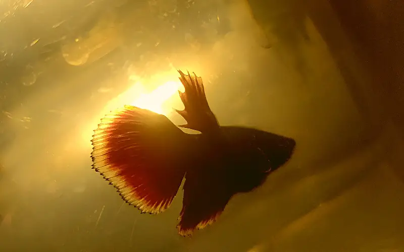 Is My Betta Fish Dead or Sleeping: (7 Signs to Look Out For)