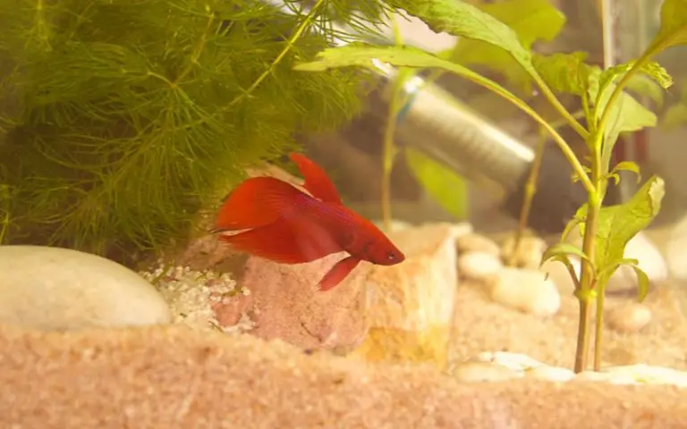 Can Betta Fish Eat Shrimp In a Tank: (The Shocking Truth!)