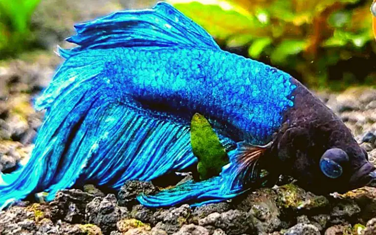 Betta Fish Sickness Exposed: 7 Deadly Threats You Must Know!