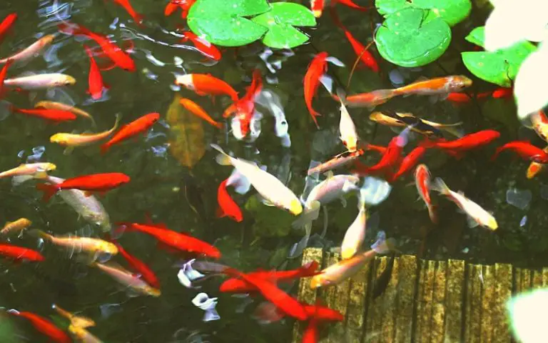 5 Surefire Goldfish Breeding Signs You Need to Know!