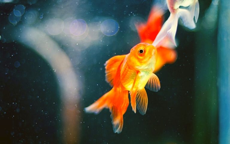 Why Is My Goldfish Attacking My Other Goldfish: (Solved)
