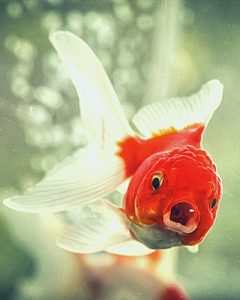The Ultimate Guide to Breeding Ryukin Goldfish at Home!