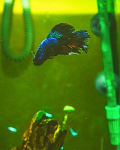 Betta Fish Tumor Removal, Treatment, and (Prevention Tips)
