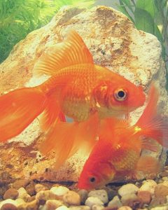 Tank Requirements for Goldfish - What Do They Really Need!