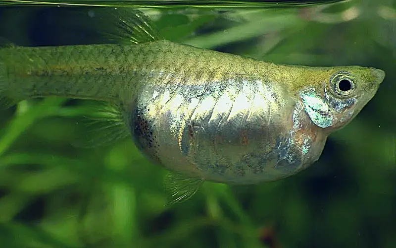 Bloated Guppy Fish: 3 Surefire Ways to Save Your Fish!