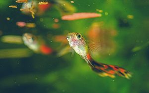 Perfecting Your Guppies Water Parameters (Overall Care Tips)