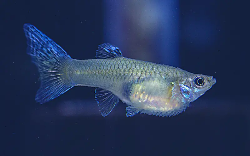 Dropsy Guppy 101: Causes, Symptoms & Best Treatment
