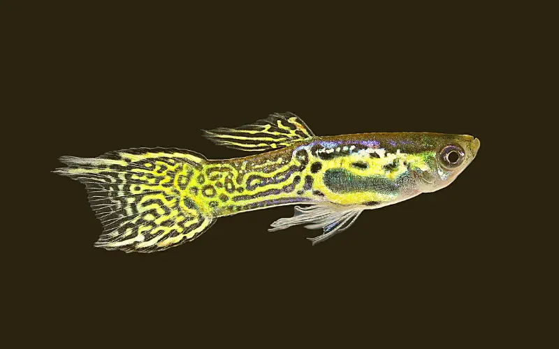 Endler Guppy Hybrid BREEDING PROJECT and Experiment