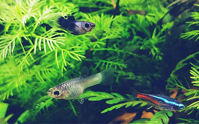 What Do Guppies Eat in the Wild: (A Comprehensive Guide)