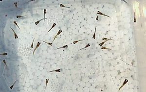 Angelfish Fry Growth Stages: (From Egg to Juvenile)