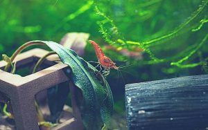 Red Cherry Shrimp Breeding: 5 Hacks for Rapid Success!