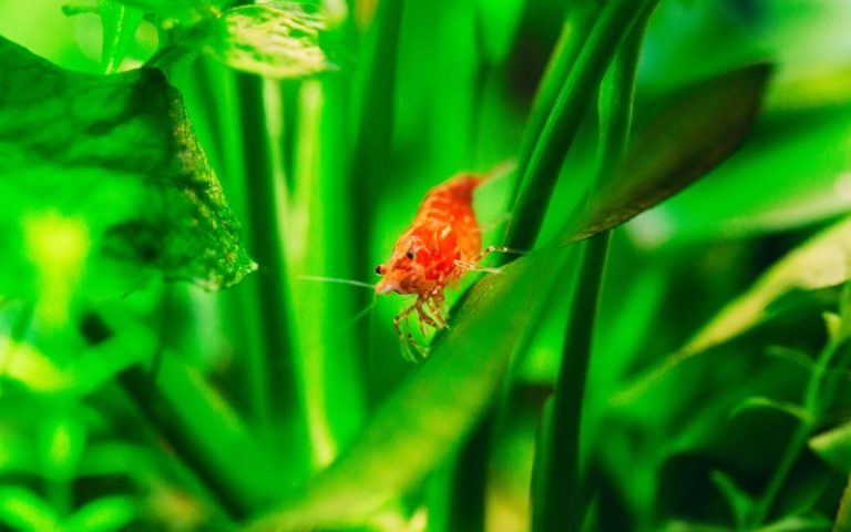 5 Cherry Shrimp Tank Mates That Are Safe (And 5 to Avoid!)