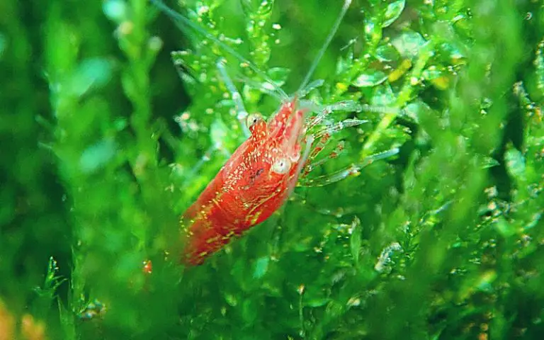 How Often Do Cherry Shrimp Molt: (A Comprehensive Guide)