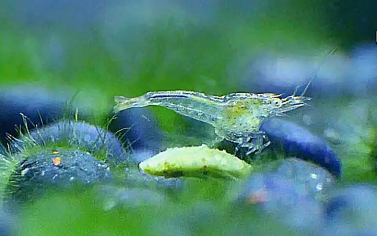 Saltwater Ghost Shrimp: 7 Shocking Facts You Won't Believe!