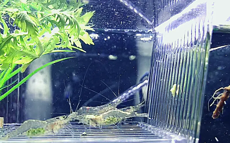 Ghost Shrimp Gestation Period: What to Look for & What to Do