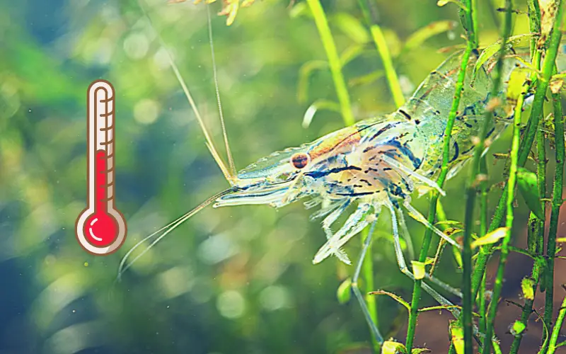 Ghost Shrimp Temperature: Expert Care Guide For Beginners