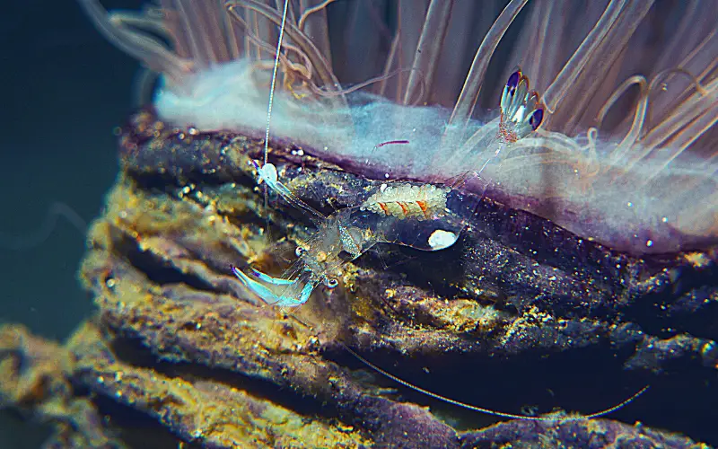 Ghost Shrimp Water Parameters: The 7 Keys to Shrimp Success