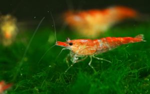 Essential Red Cherry Shrimp Water Parameters (Must Read)