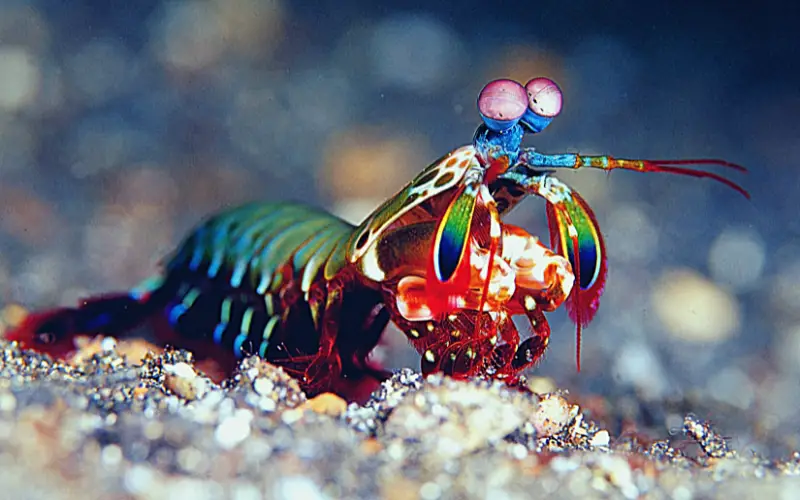 What Do Shrimp Eat: 4 Essential Feeding Habits & Tips!