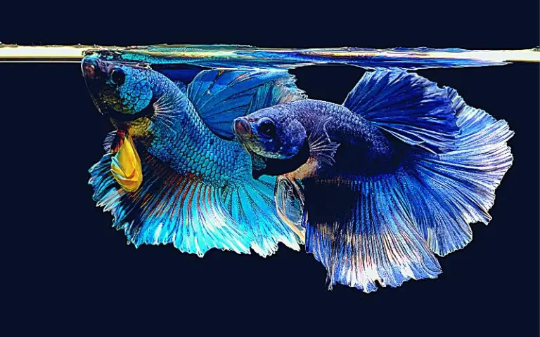 Betta Fish Water Parameters: 5 Easy Tips for Vibrant Bettas!