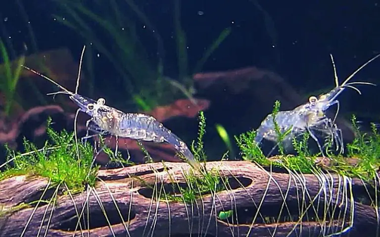 Do Ghost Shrimp Eat Brown Algae? (3 Surprising Benefits!)