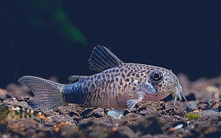 7 Best Cory Catfish Tank Mates for Ultimate Harmony!