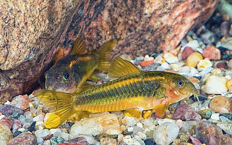 Are Cory Catfish Aggressive: 5 Proven Ways to Tame Them!