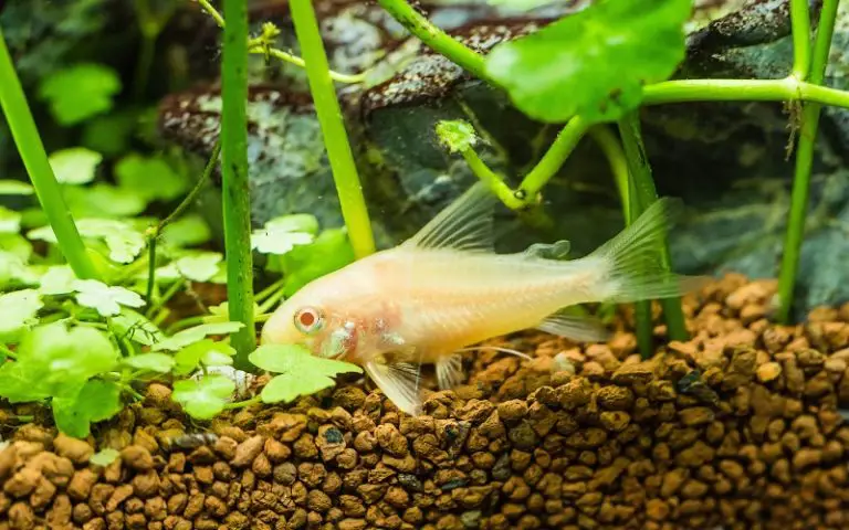 Male vs Female Cory Catfish: 99.9% Accurate Sexing Guide