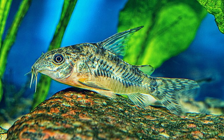 Corydoras Pantanalensis 101: Price, Care, Breeding & More!