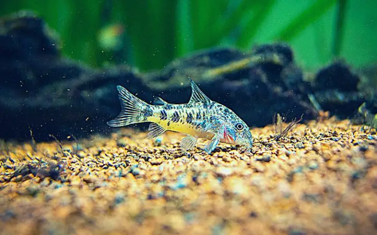 7 Best Fish Tank Cleaning Fish: (Keep Your Tank Sparkling)