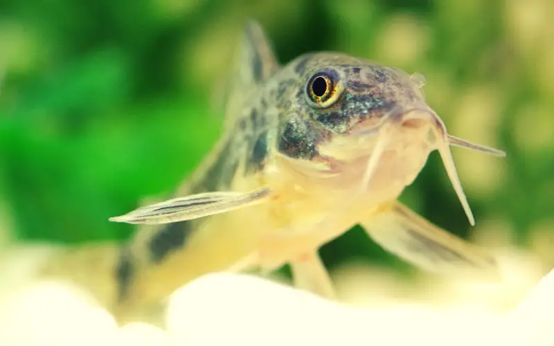 Why Do Corydoras Swimming Up and Down Glass: (Solved)