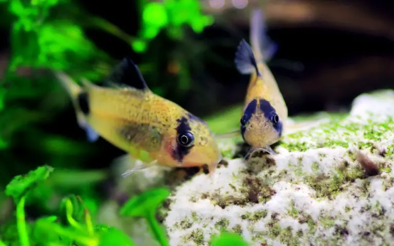 Betta Fish Care Guide: Everything You Need to Know! (FAQ)