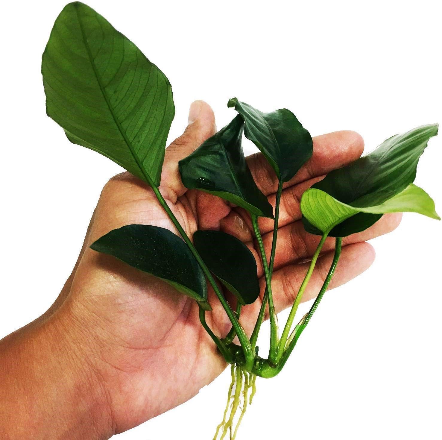 10 Best Plants for Betta Fish Tank: (A Comprehensive Guide)