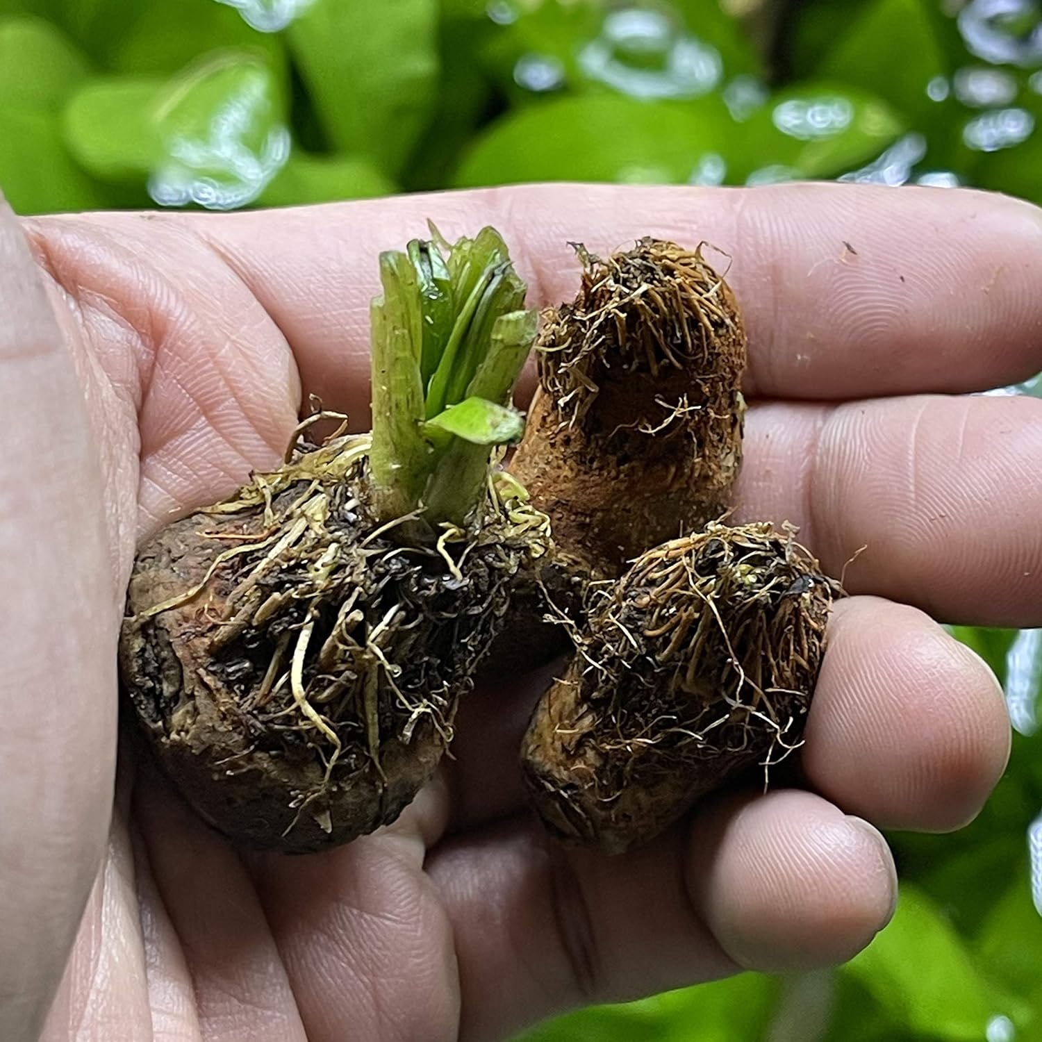 10 Best Plants for Betta Fish Tank: (A Comprehensive Guide)