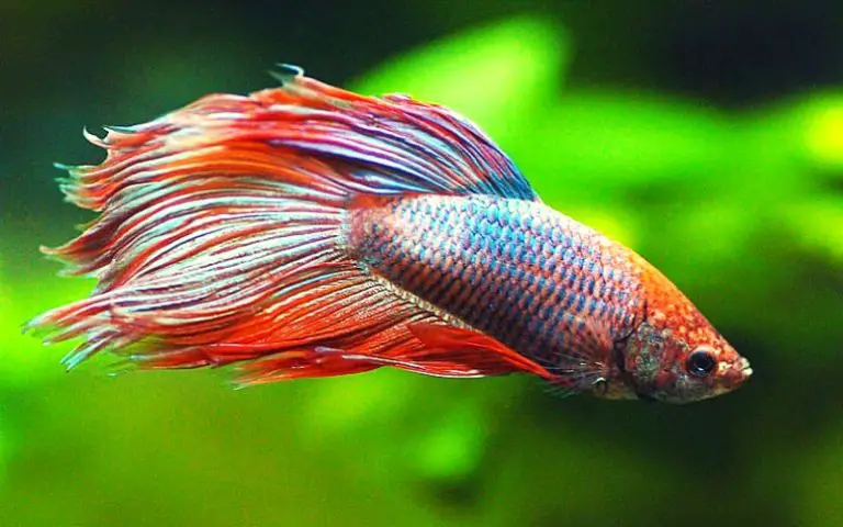 Choosing the Best Betta Fish Tankmates: (The Ultimate Guide)
